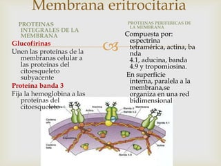 Eritrocitos | PPTX