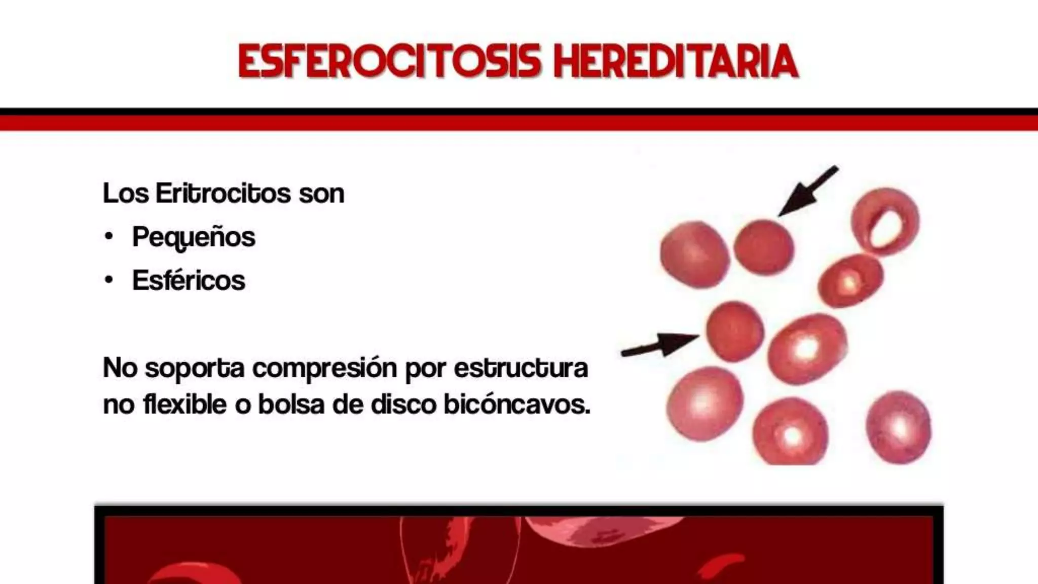 Eritrocitos | PPTX