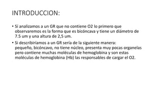 ERITROCITOS ANEMIA Y POLIGLOBULIA, FISIOLOGIA MEDICA.ppt