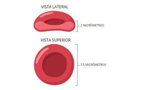 ERITROCITOS ANEMIA Y POLIGLOBULIA, FISIOLOGIA MEDICA.ppt