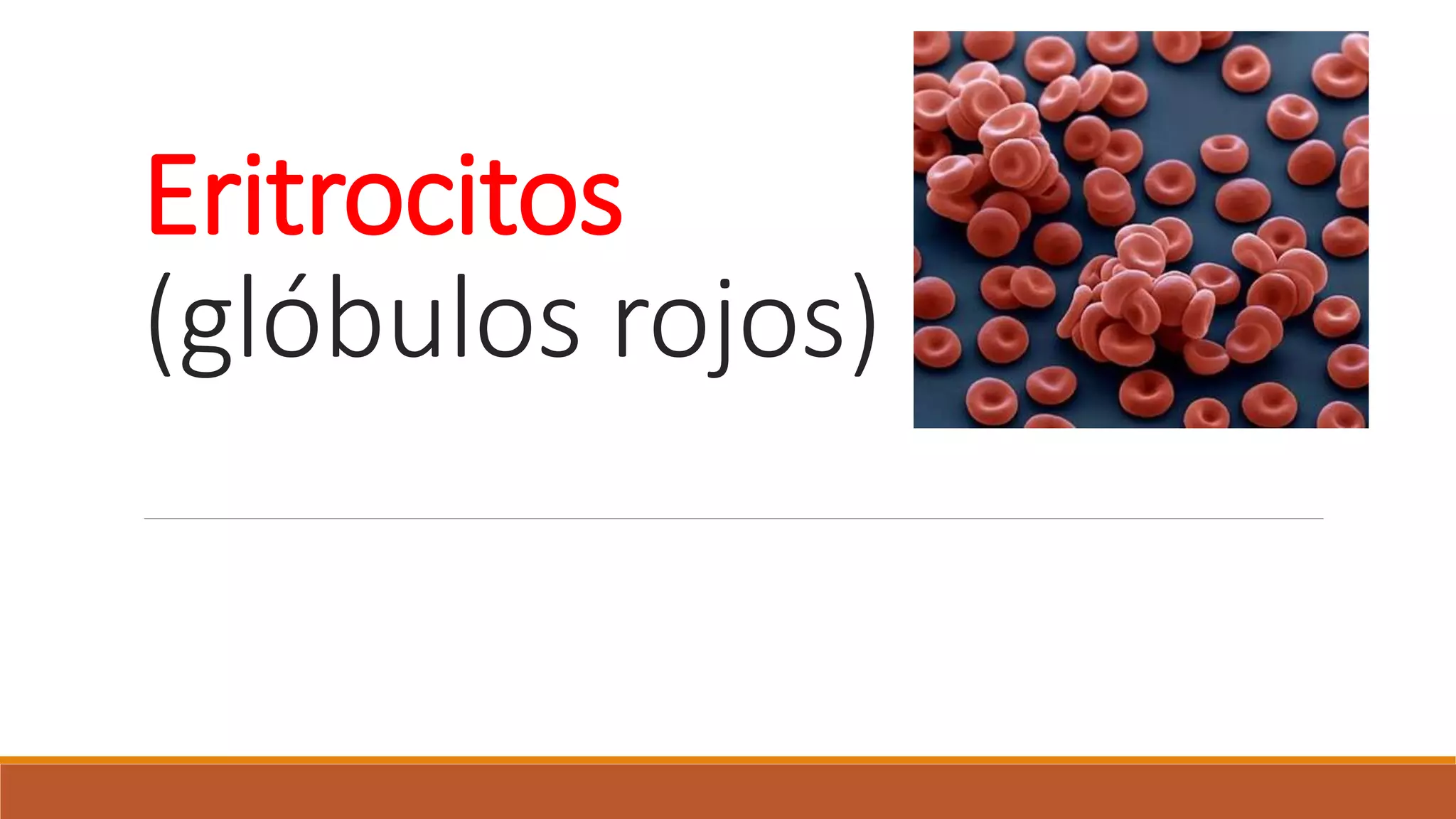 Eritrocitos globulos-rojos | PPTX