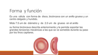 Eritrocitos globulos-rojos | PPTX