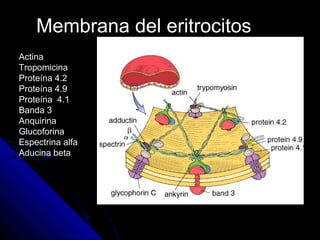 Eritrocitos, leucocitos y plaquetas | PPT
