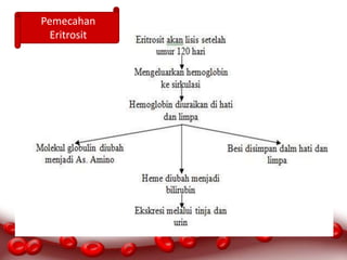 Eritropoiesis | PPTX