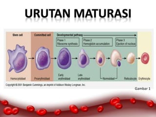 Eritropoiesis | PPTX
