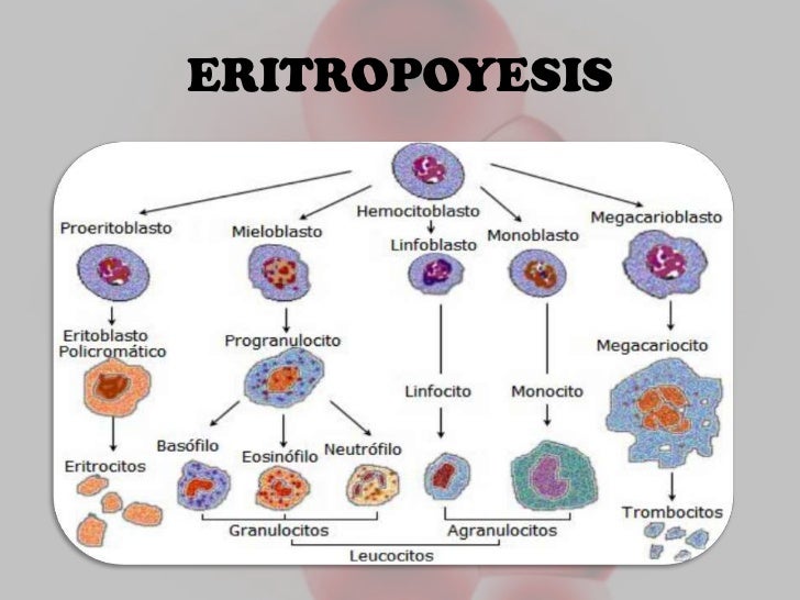 Eritropoyesis