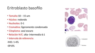 ERITROPOYESIS, hematologia, oncologia. hematopoyesis | PPTX
