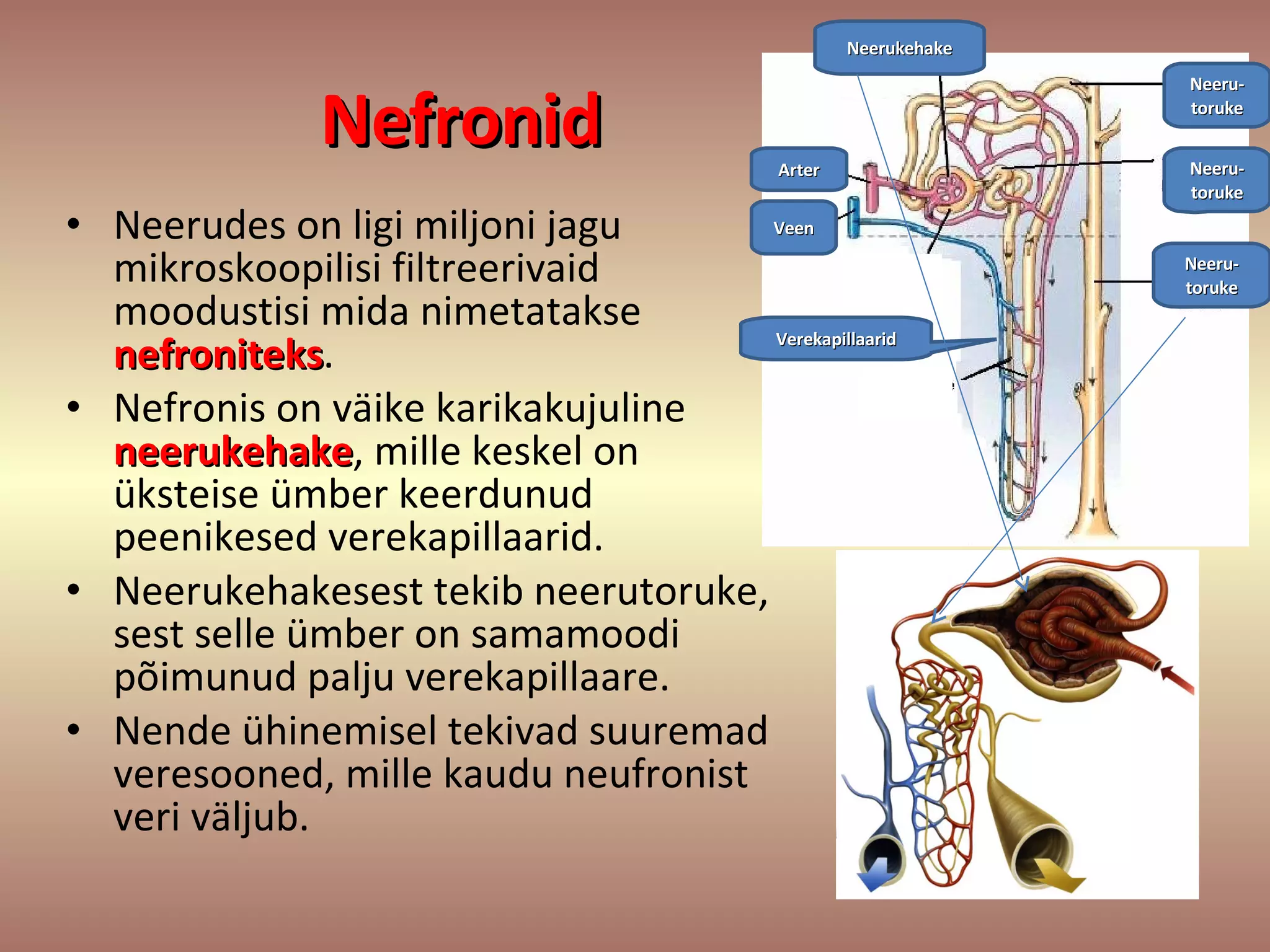 Erituselundid | PPT