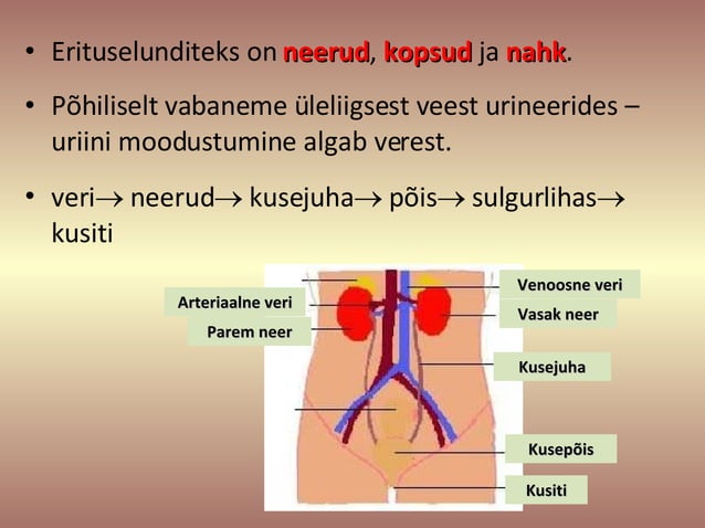 Erituselundid | PPT