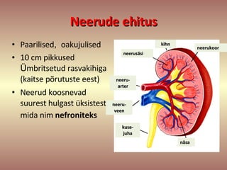 Erituselundid | PPT