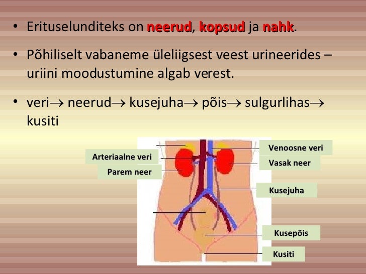 Erituselundid
