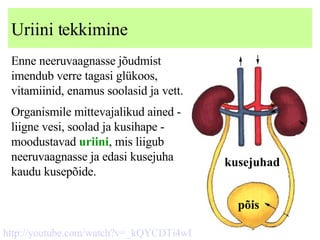 Erituselundkond | PPT