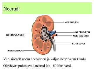 Erituselundkond | PPT