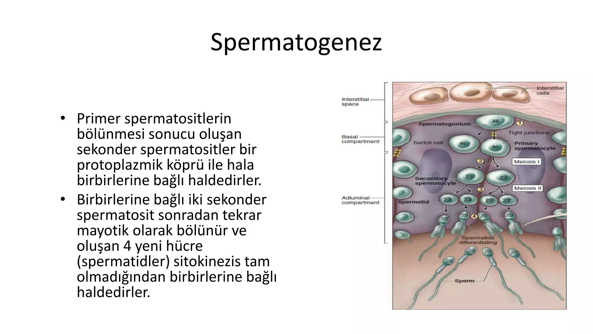 Erkek reproduktif sistem histolojisi | PPTX