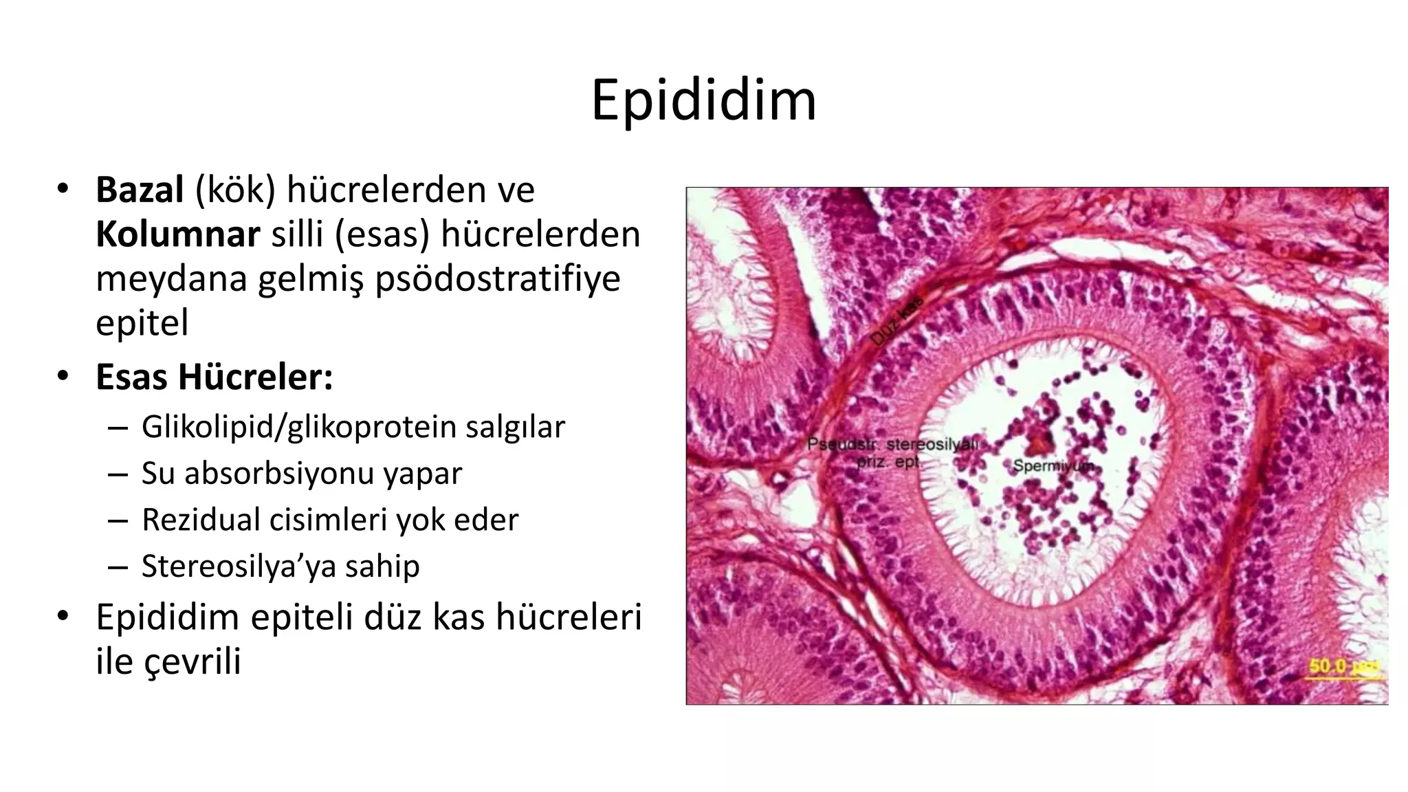 Erkek reproduktif sistem histolojisi | PPTX