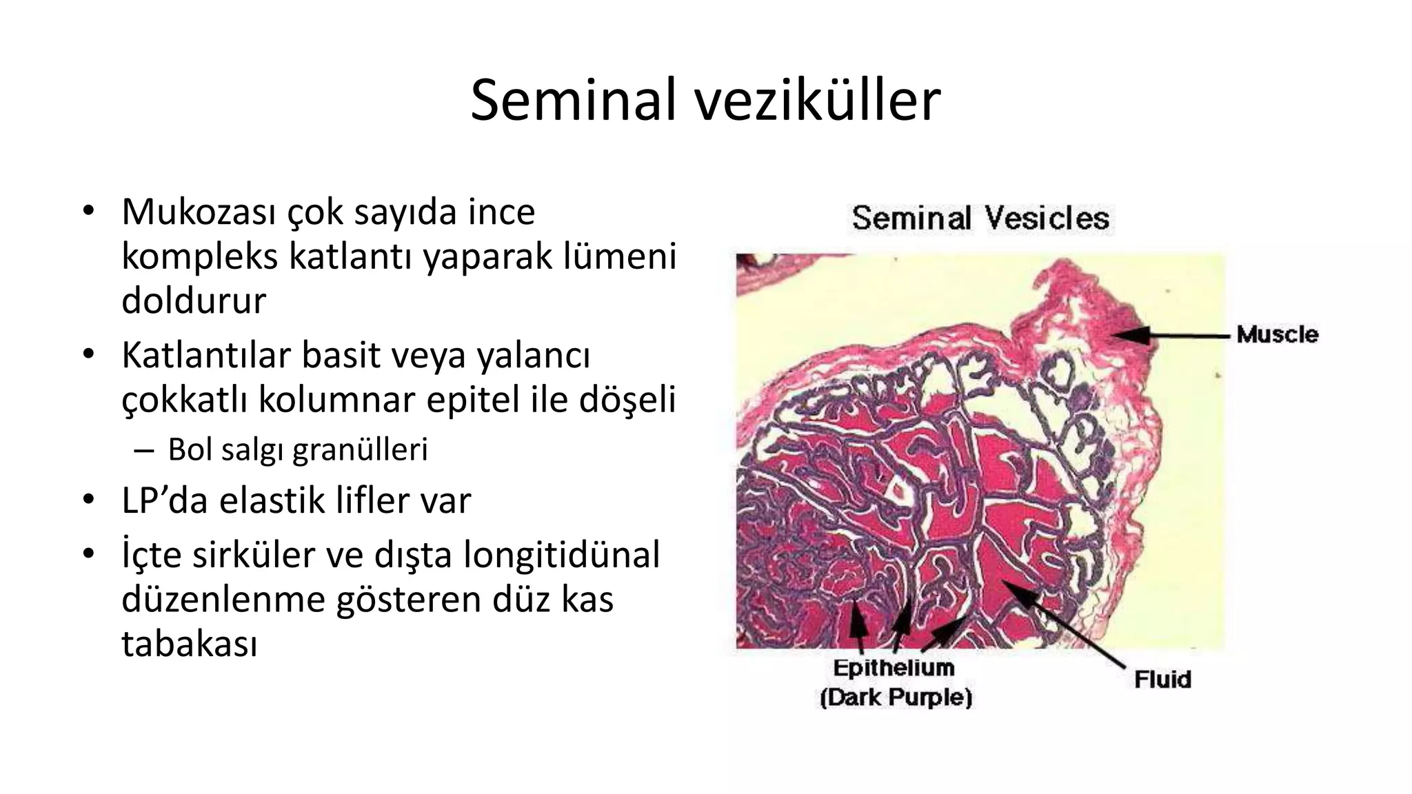 Erkek reproduktif sistem histolojisi | PPTX
