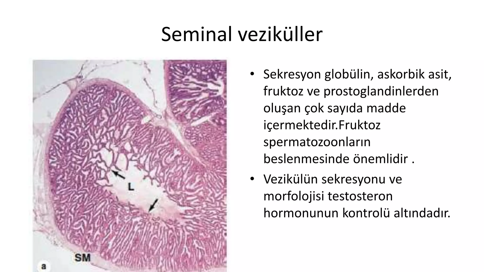 Erkek reproduktif sistem histolojisi | PPTX