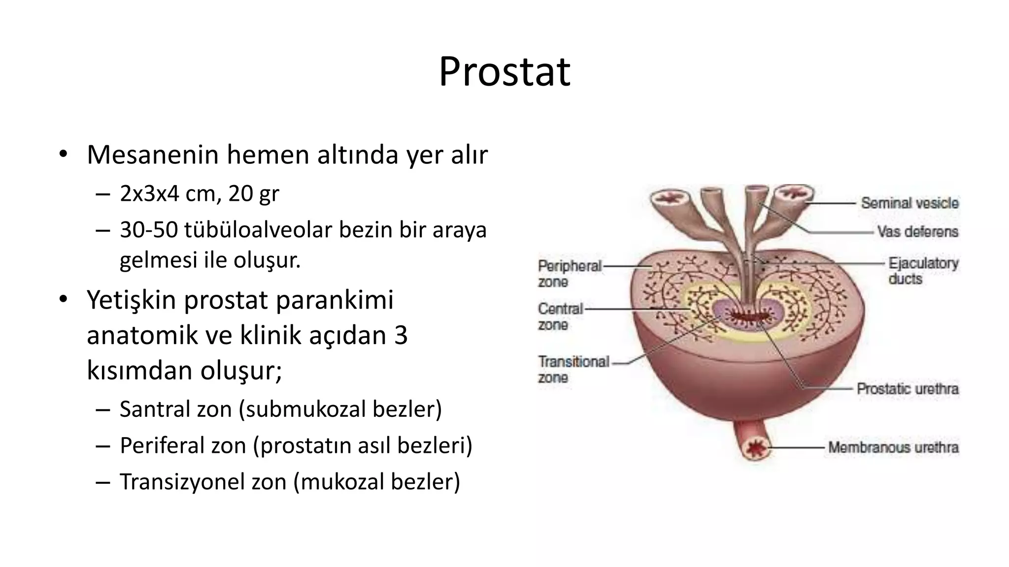 Erkek reproduktif sistem histolojisi | PPTX