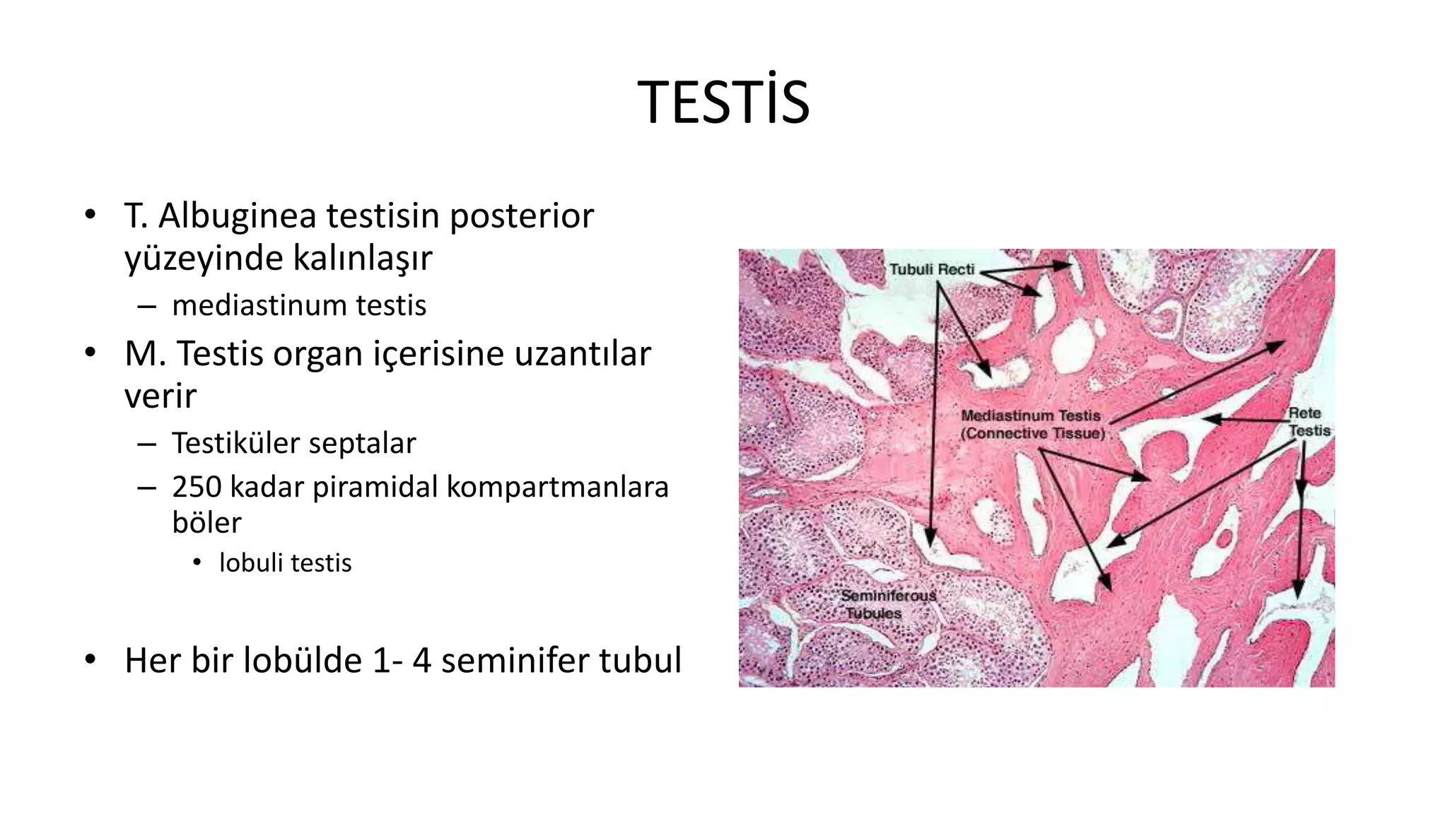 Erkek reproduktif sistem histolojisi | PPTX