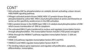The biology of ERK presentation power point presentation | PPTX
