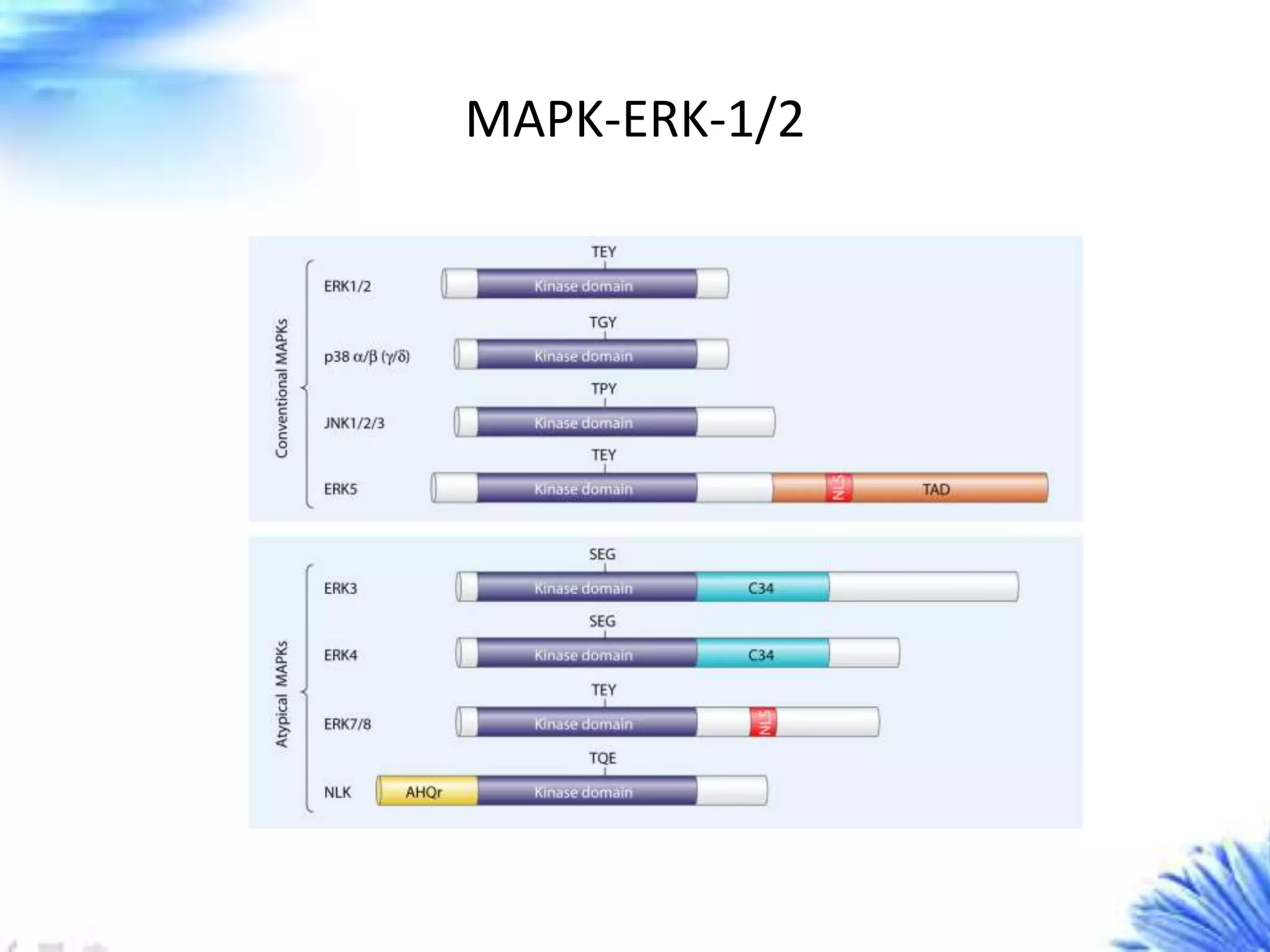 Erk signaling pathway-creative diagnostics | PPTX