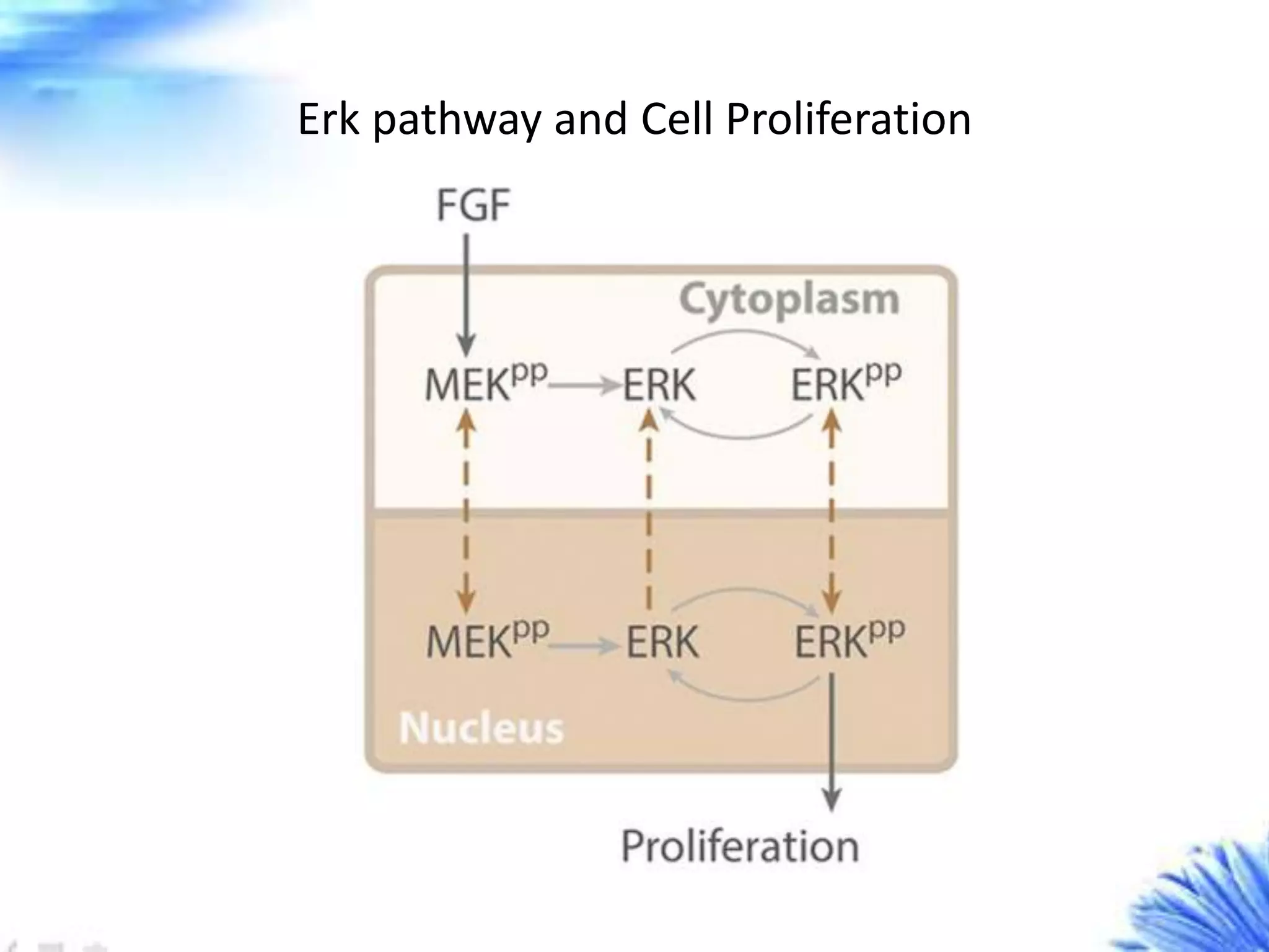 Erk signaling pathway-creative diagnostics | PPTX