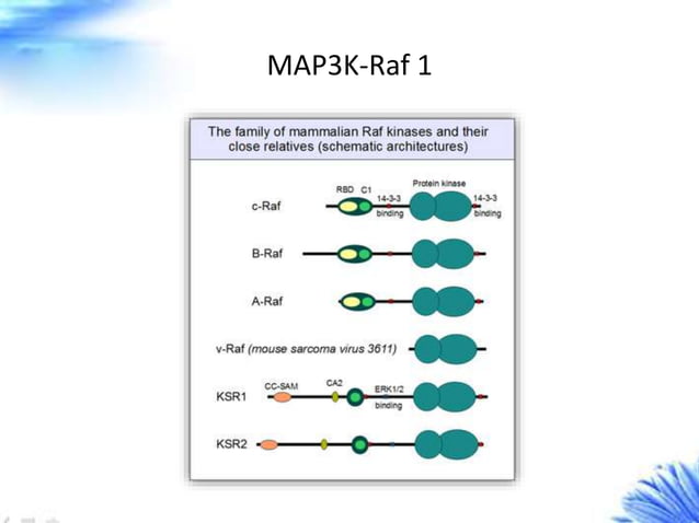 Erk signaling pathway-creative diagnostics | PPTX | Endocrine and Metabolic Diseases | Diseases ...