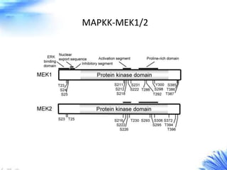 Erk signaling pathway-creative diagnostics | PPTX