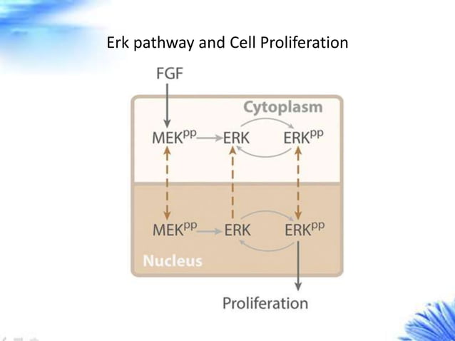 Erk signaling pathway-creative diagnostics | PPTX | Endocrine and ...