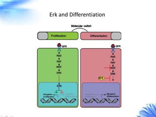 Erk signaling pathway-creative diagnostics | PPTX