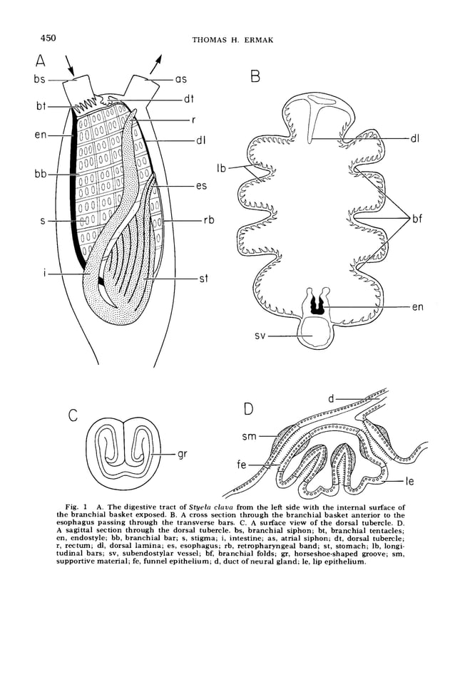 Ermak styela clava cell proliferation j exp zool 1975 | PDF