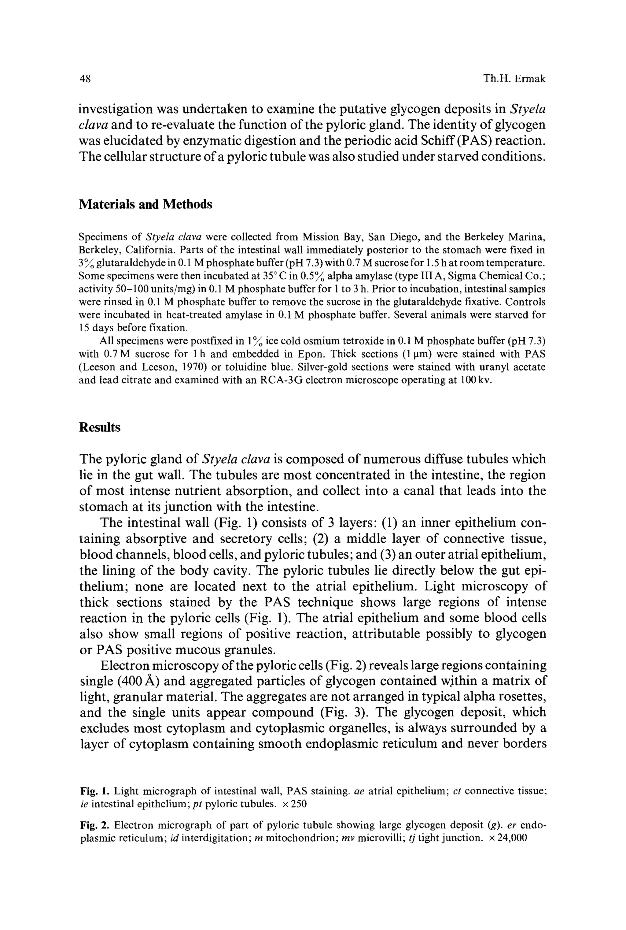 Ermak styela clava glycogen deposits 1977 | PDF