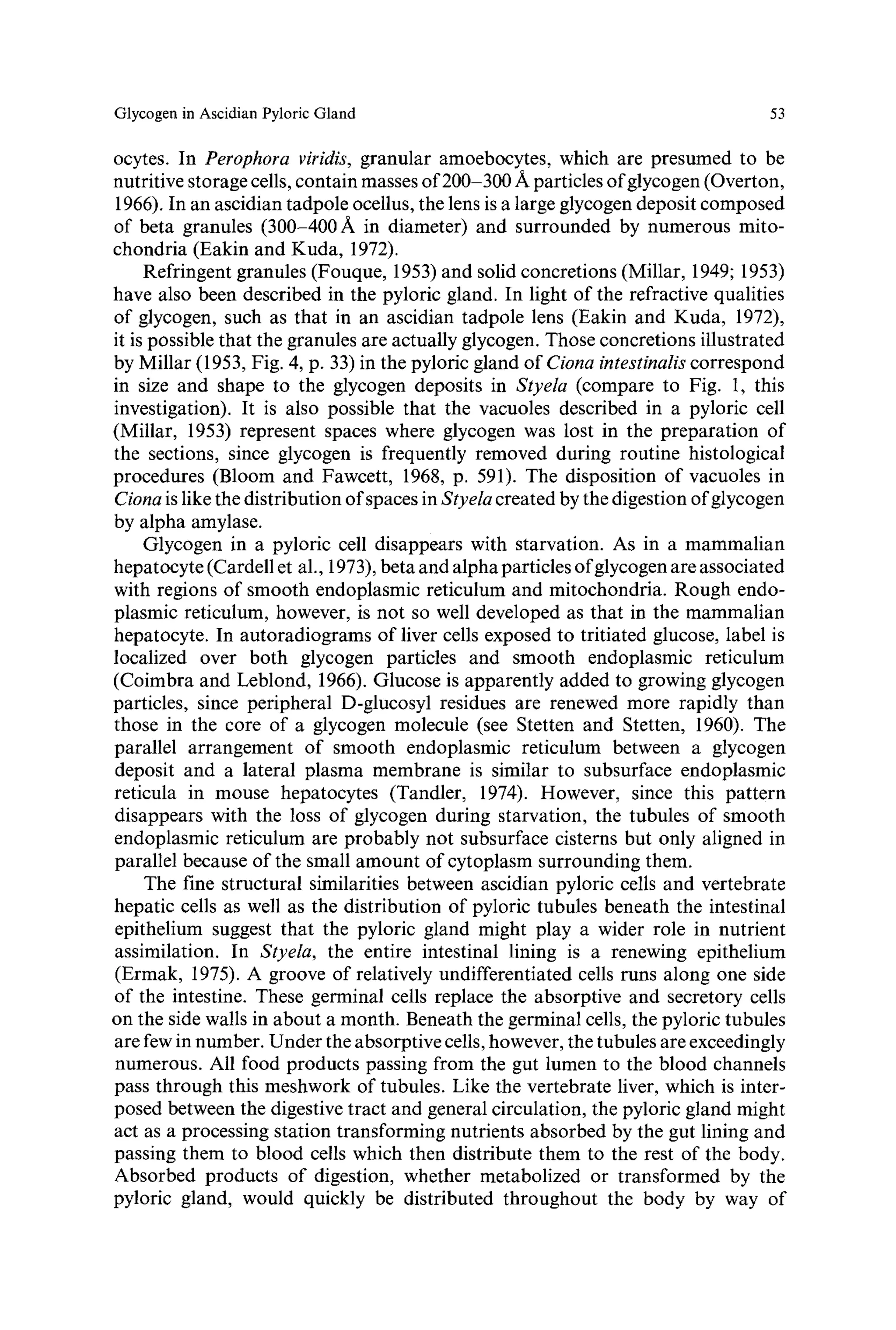 Ermak styela clava glycogen deposits 1977 | PDF
