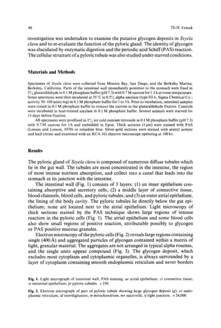 Ermak styela clava glycogen deposits 1977 | PDF