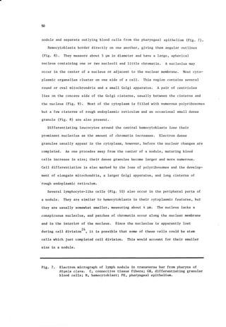 Ermak styela clava hematogenic tissues 1976 | PDF