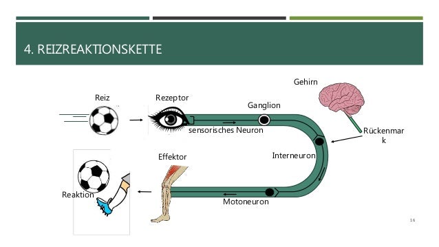 Erregung und Erregungsleitung bei Nervenzellen