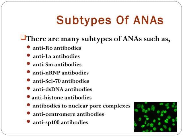 ANTINUCLEAR ANTIBODY | PPT | Diseases and Conditions | Medical Health