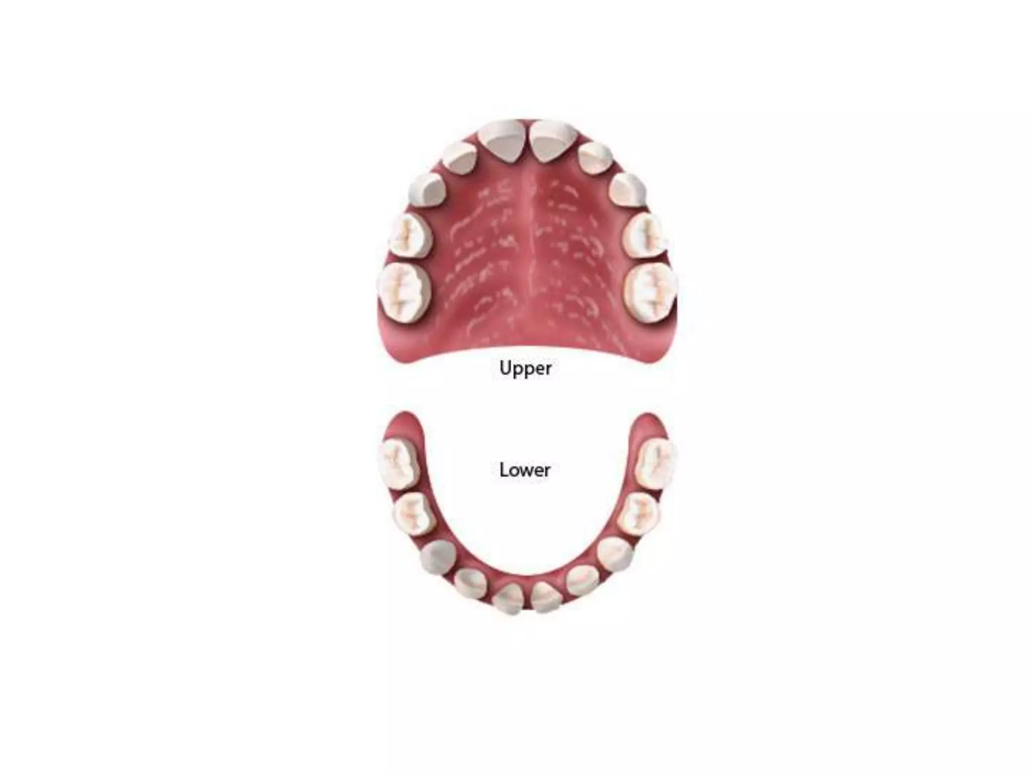 Tooth Eruption Times | PPTX