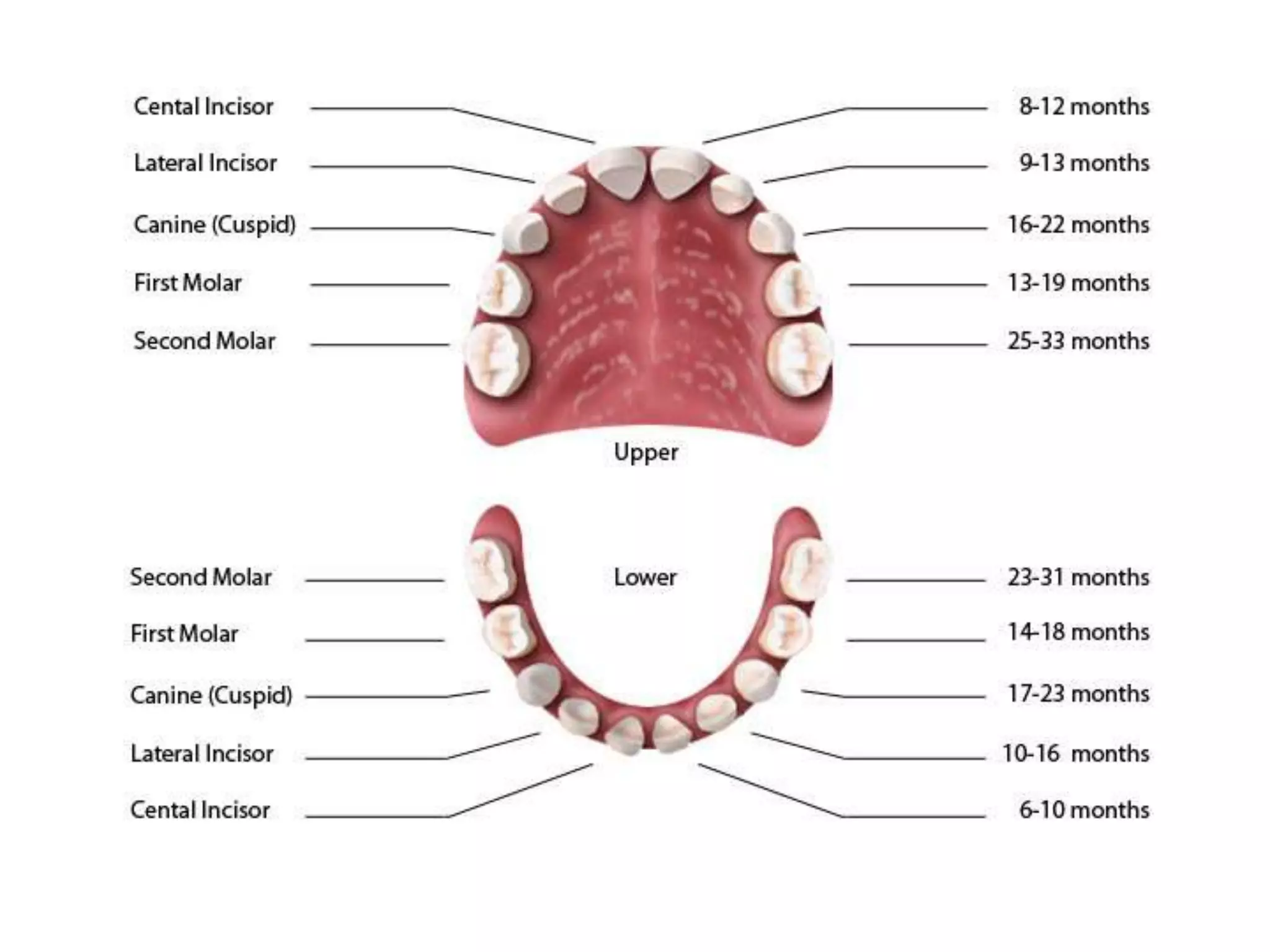 Tooth Eruption Times | PPTX