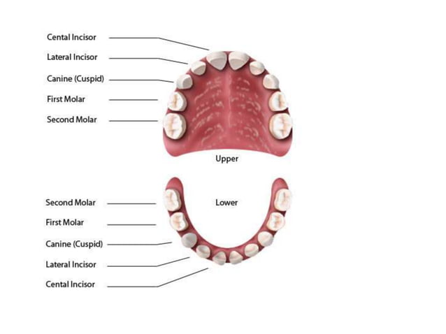 Tooth Eruption Times | PPT
