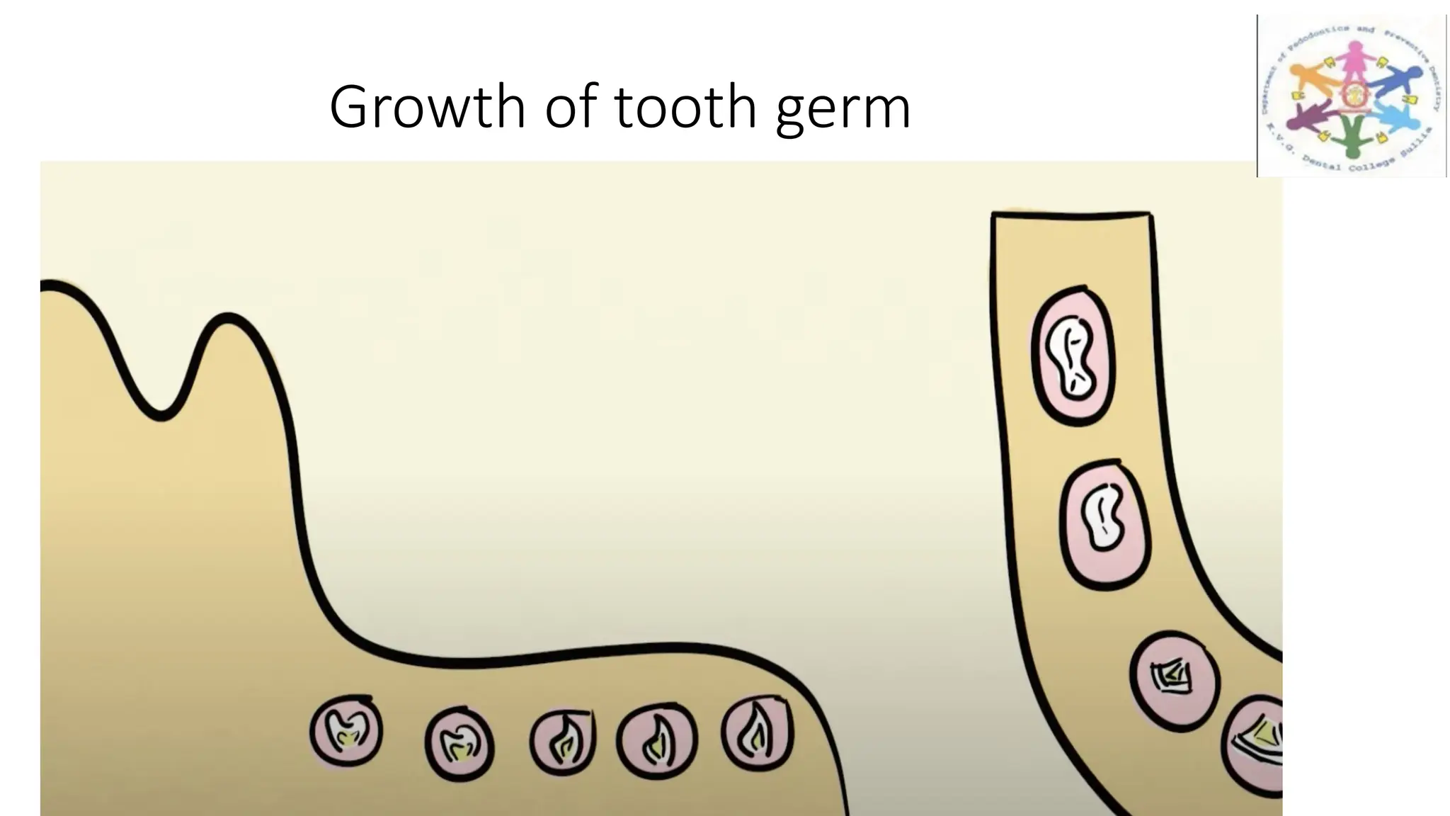 Eruption of tooth and theories of eruption in primary tooth | PPTX
