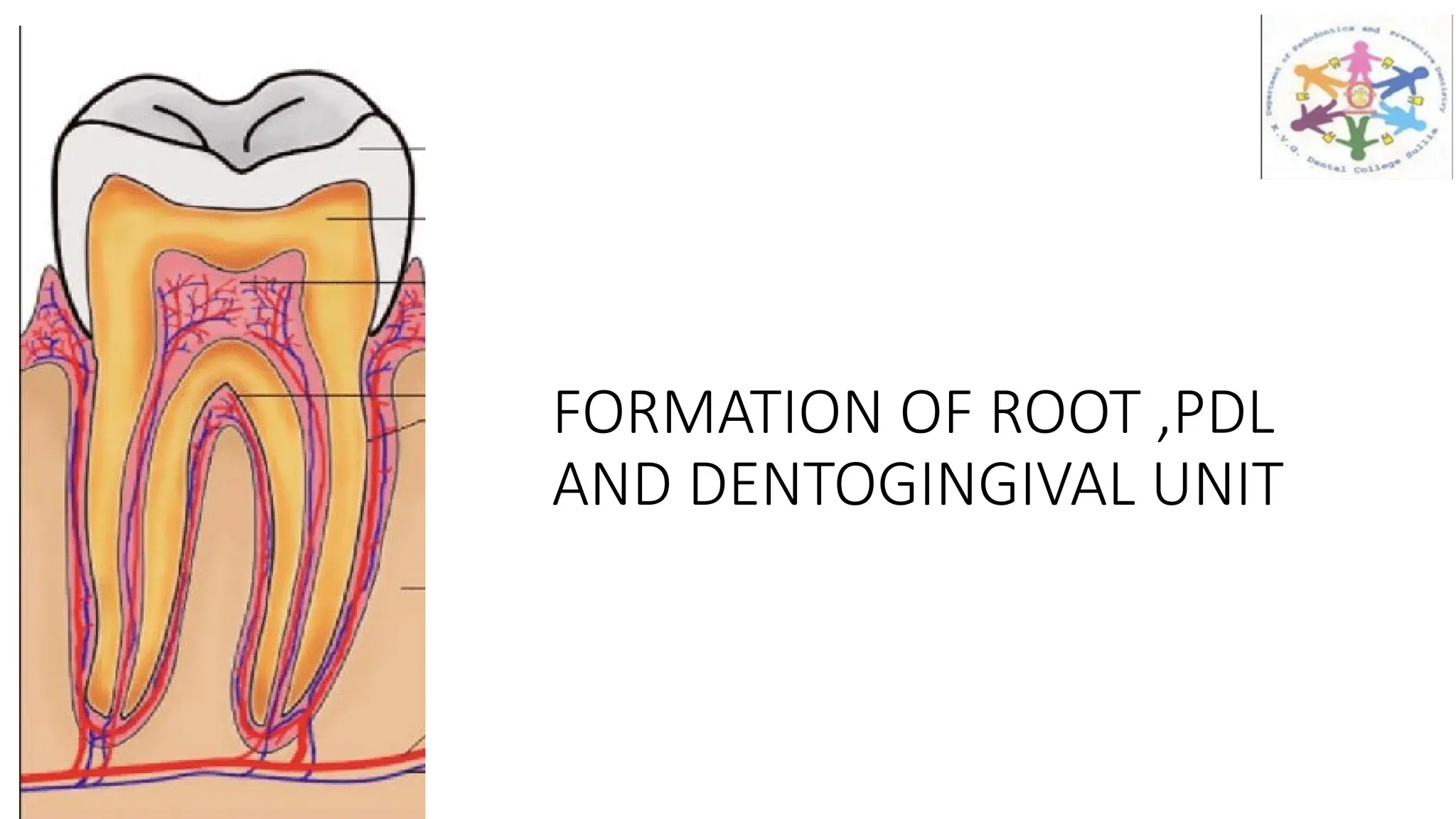 Eruption of tooth and theories of eruption in primary tooth | PPTX