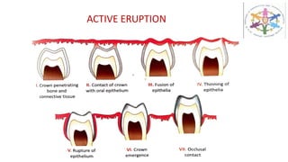 Eruption of tooth and theories of eruption in primary tooth | PPTX