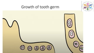 Eruption of tooth and theories of eruption in primary tooth | PPTX