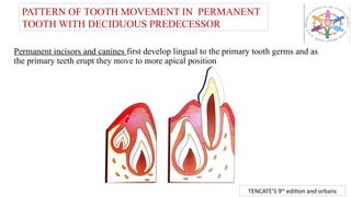 Eruption of tooth and theories of eruption in primary tooth | PPTX