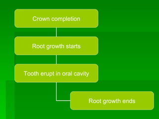 Eruption Theory..root elongation theory | PPT