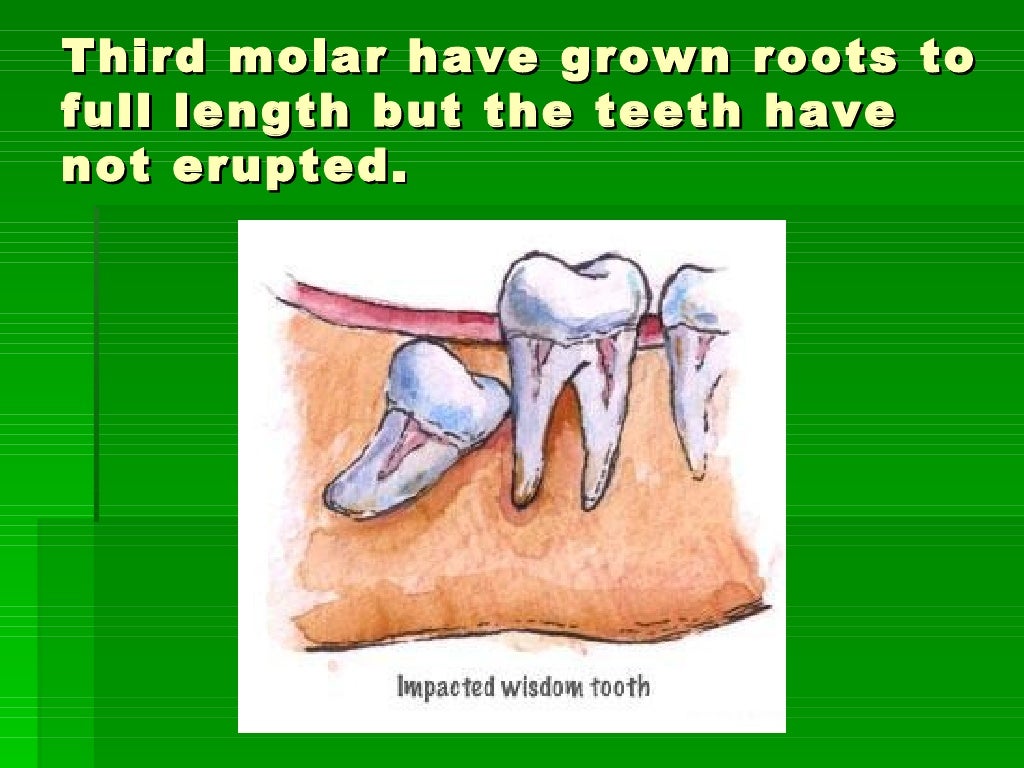 Eruption Theory..root elongation theory