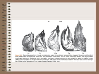 The eruption and shadding of the teeth .ppt