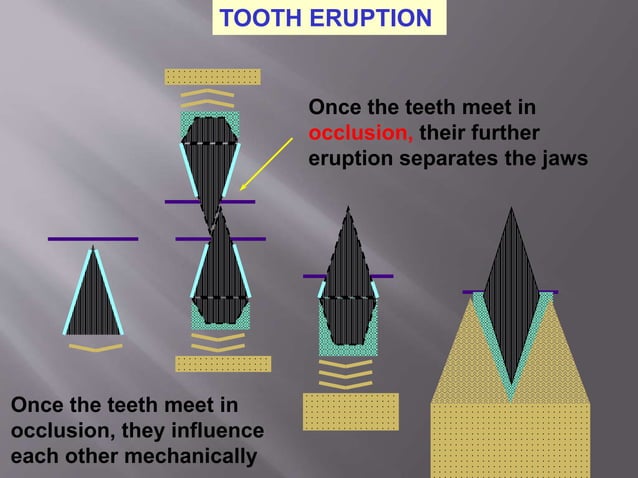 Deciduous and permanent teeth Eruption time and shedding | PPTX