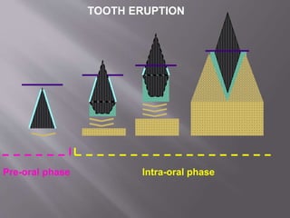 Deciduous and permanent teeth Eruption time and shedding | PPTX